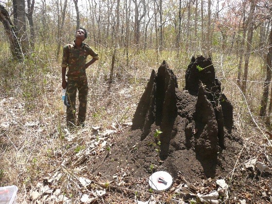 MACROFLUX (2014-2015) (INSU/EC2CO) : FEST : Fonctionnement Ecologique ...